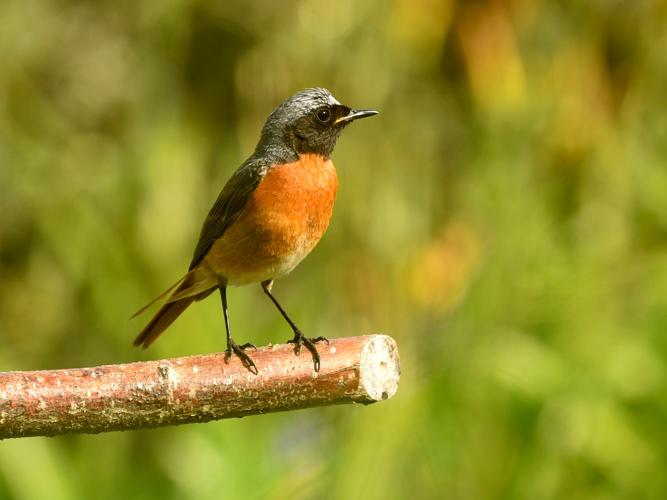 Rougequeue à front blanc - Phoenicurus phoenicurus | Biodiv' Normandie ...